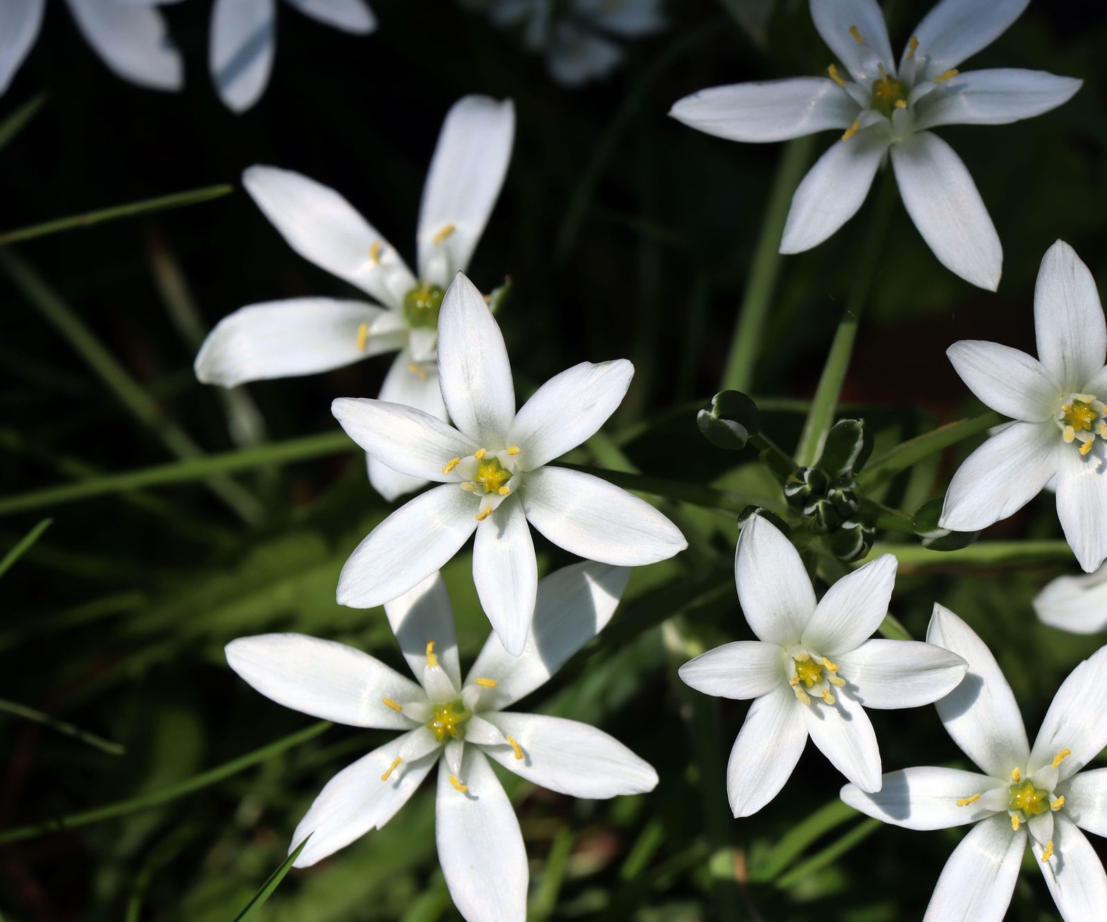 Invasive bulbs to never plant: expert gardening advice | Homes and Gardens