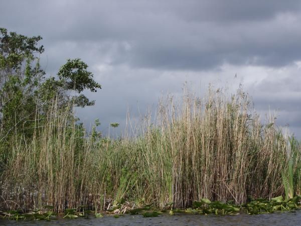 Florida Everglades: Follow the 'River of Grass' (Photos) | Live Science