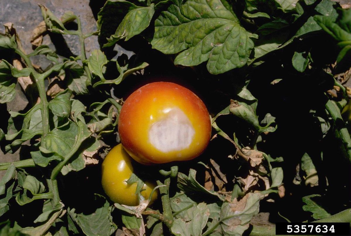 Sunscald On Tomatoes - Find Cause Of Sunscald In Tomato Plants ...