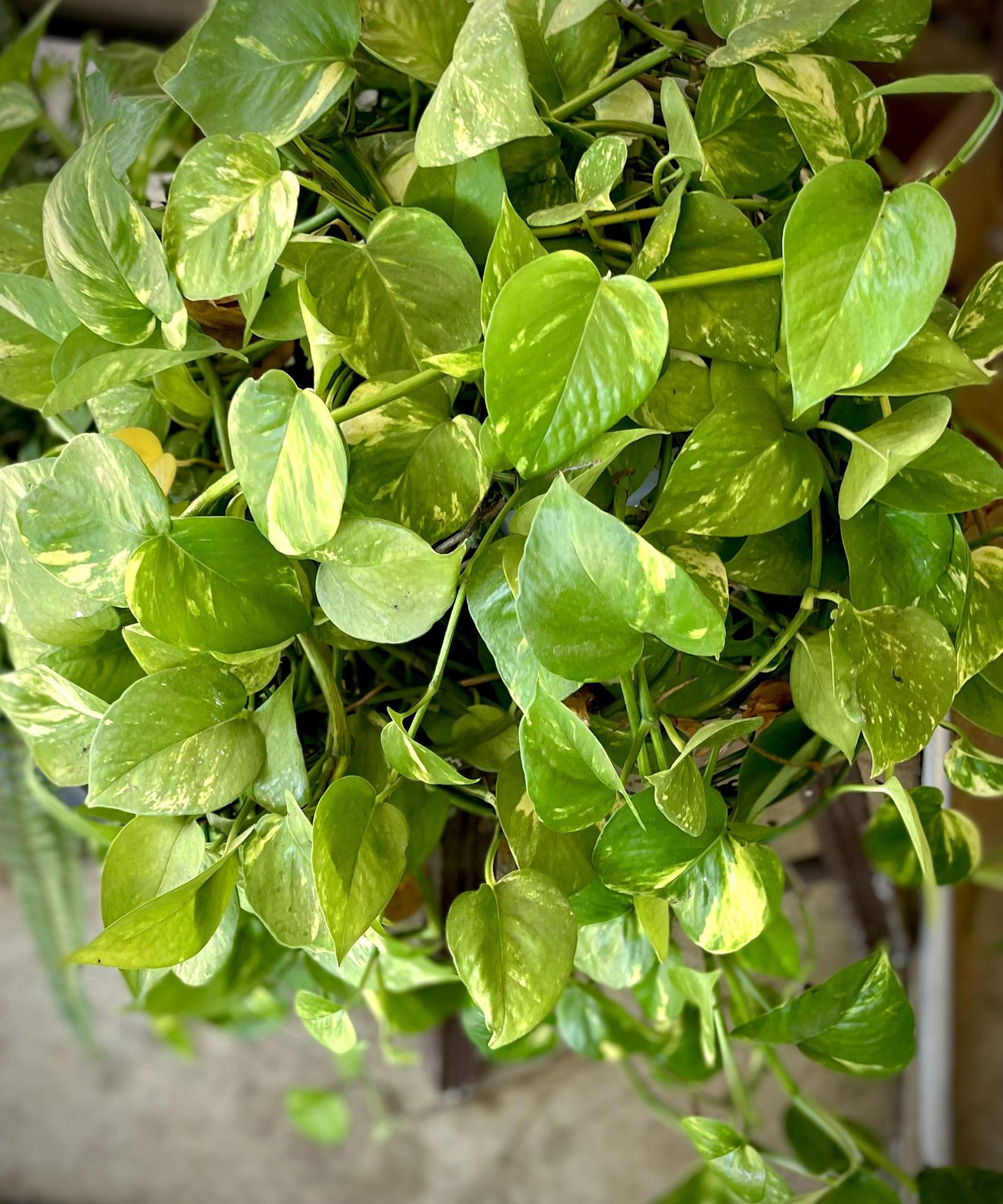 Discover how to prune pothos with these 5 expert steps | Homes and Gardens
