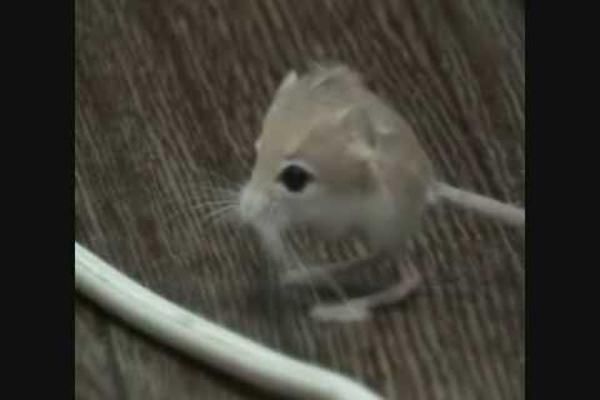 The World's 6 Smallest Mammals | Live Science