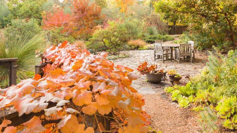 Best fall shrubs for privacy: 10 colorful choices | Homes and Gardens