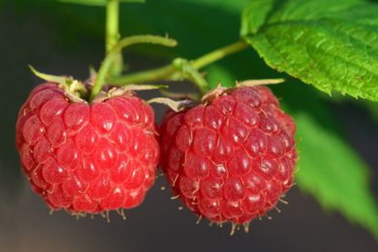 How to grow raspberries: they're easy to grow in any garden | Gardeningetc