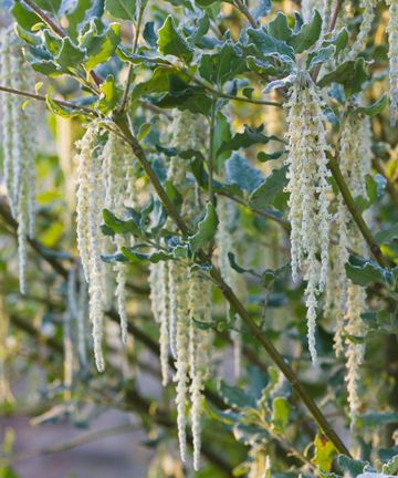 Best shrubs for shade: 13 options for full or partial shade