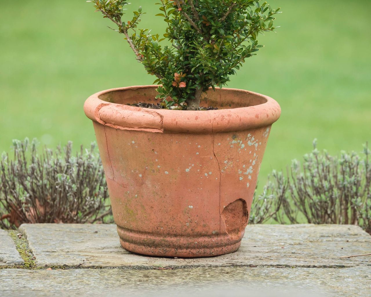 This Simple Trick Stops Pots From Cracking in the Cold | Gardening Know How