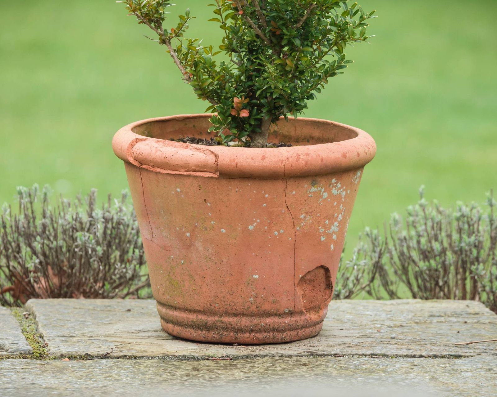 This Expert Trick To Stop Terracotta Pots Cracking Is So Simple ...