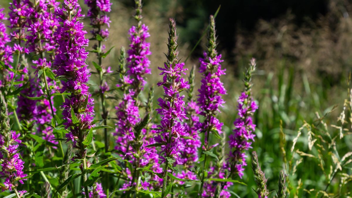 9 invasive plants to keep out of your yard | Tom's Guide