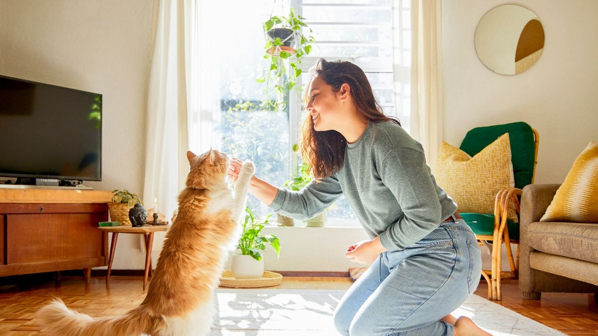 32 tips for training your cat | PetsRadar