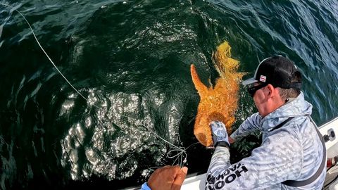 Fishers discover first-of-its-kind bright orange shark with two rare ...