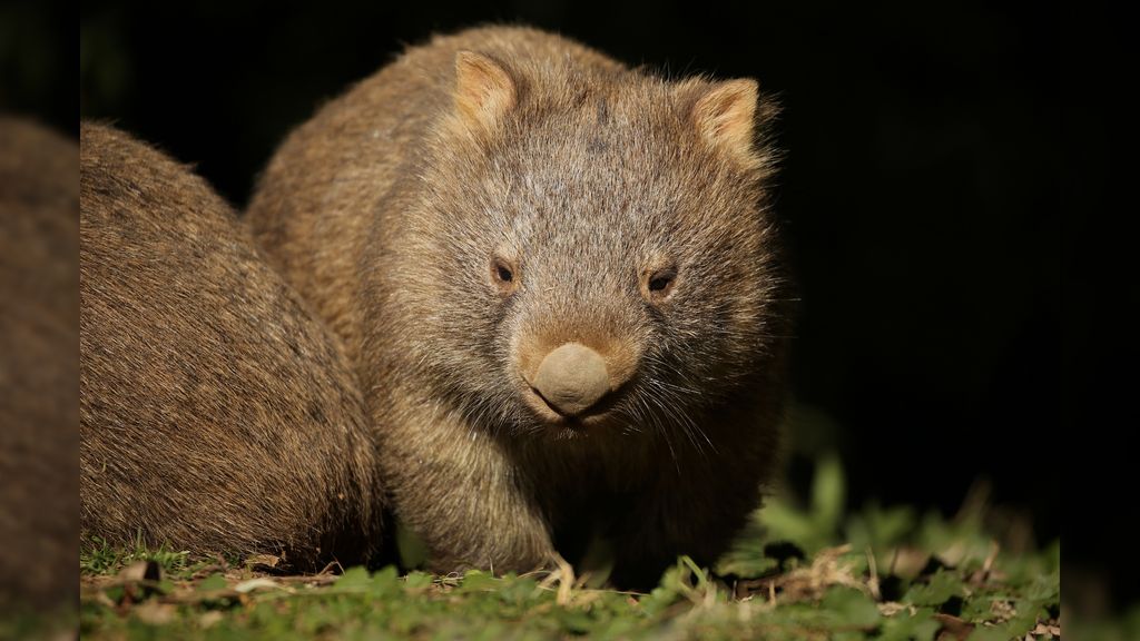 Why do wombats poop squares? | Live Science