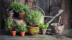 How to combat lavender pests and problems: with expert help | Homes and ...