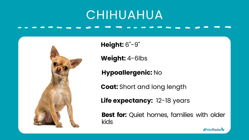 Chihuahua breed facts and characteristics you need to know | PetsRadar