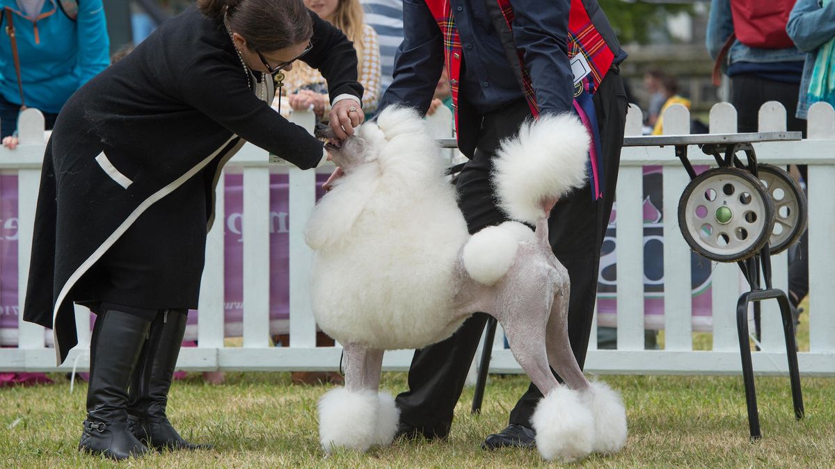 32 popular show breed dogs | PetsRadar
