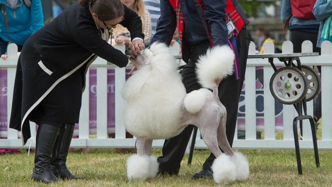 32 popular show breed dogs | PetsRadar