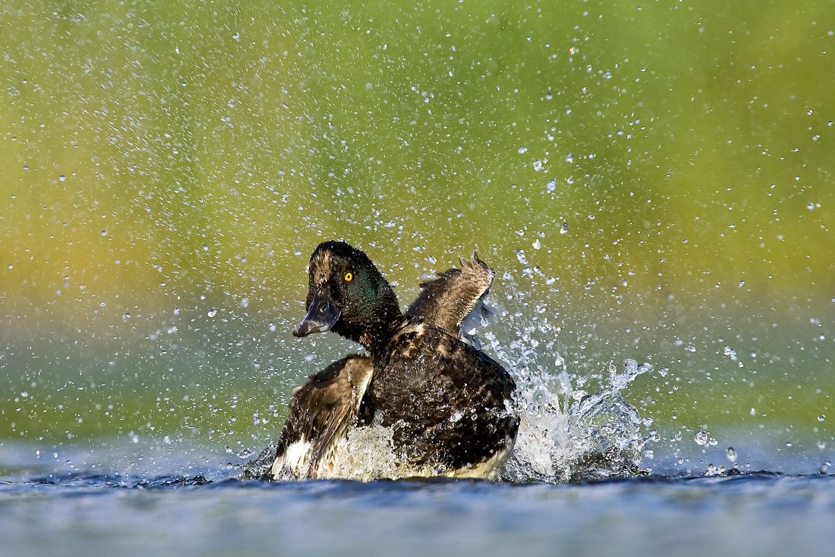 30 essential wildlife photography tips | TechRadar