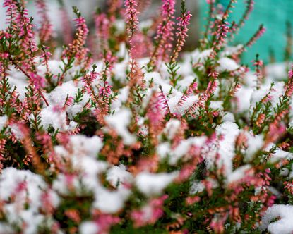 How to protect plants from snow: essential cold weather care | Gardeningetc