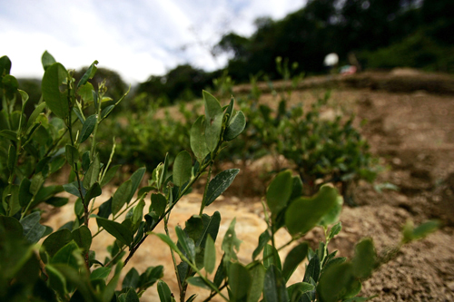 8 drugs that exist in nature | The Week