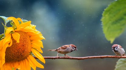 7 Of The Best Bird Seed Plants To Grow For Happier Wildlife | Gardening ...