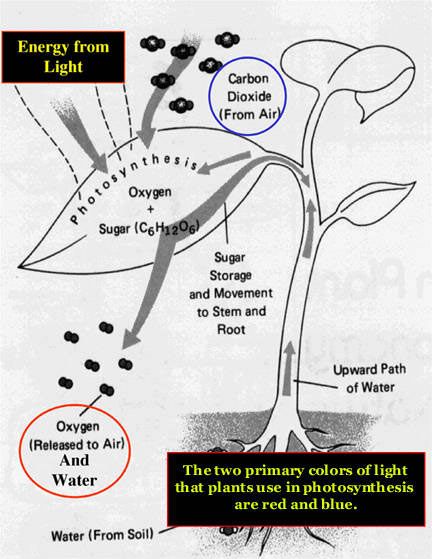 Alien Plants May Thrive on Many Wavelengths of Light | Space