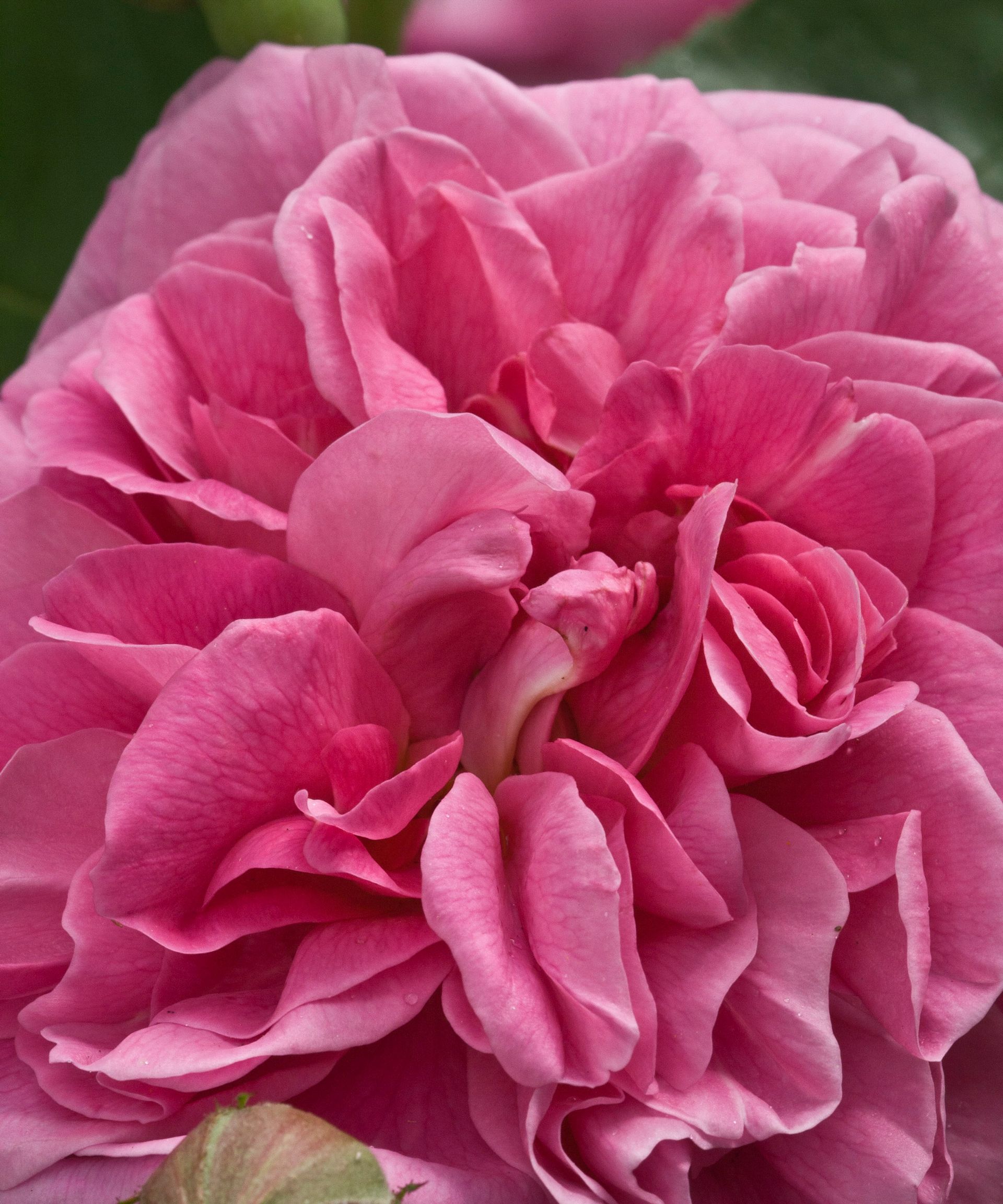 Best climbing roses: 12 romantic plants for scent and color | Homes and ...