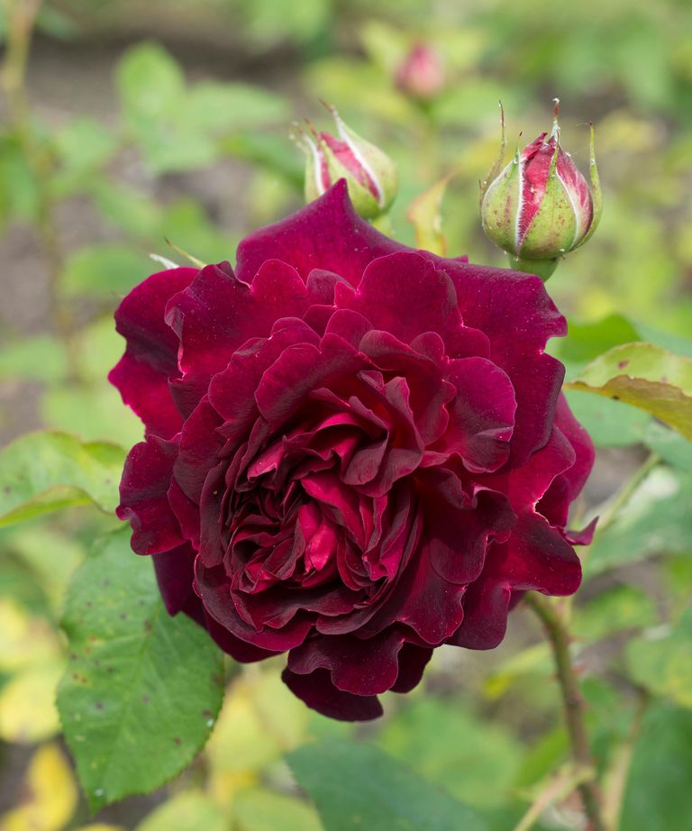 Best slug-repellent plants: 14 slug-proof planting choices | Gardeningetc