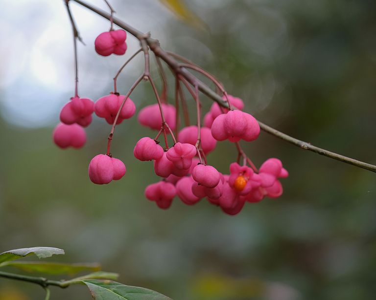 Best plants with winter berries: 15 plants for adding color | Gardeningetc