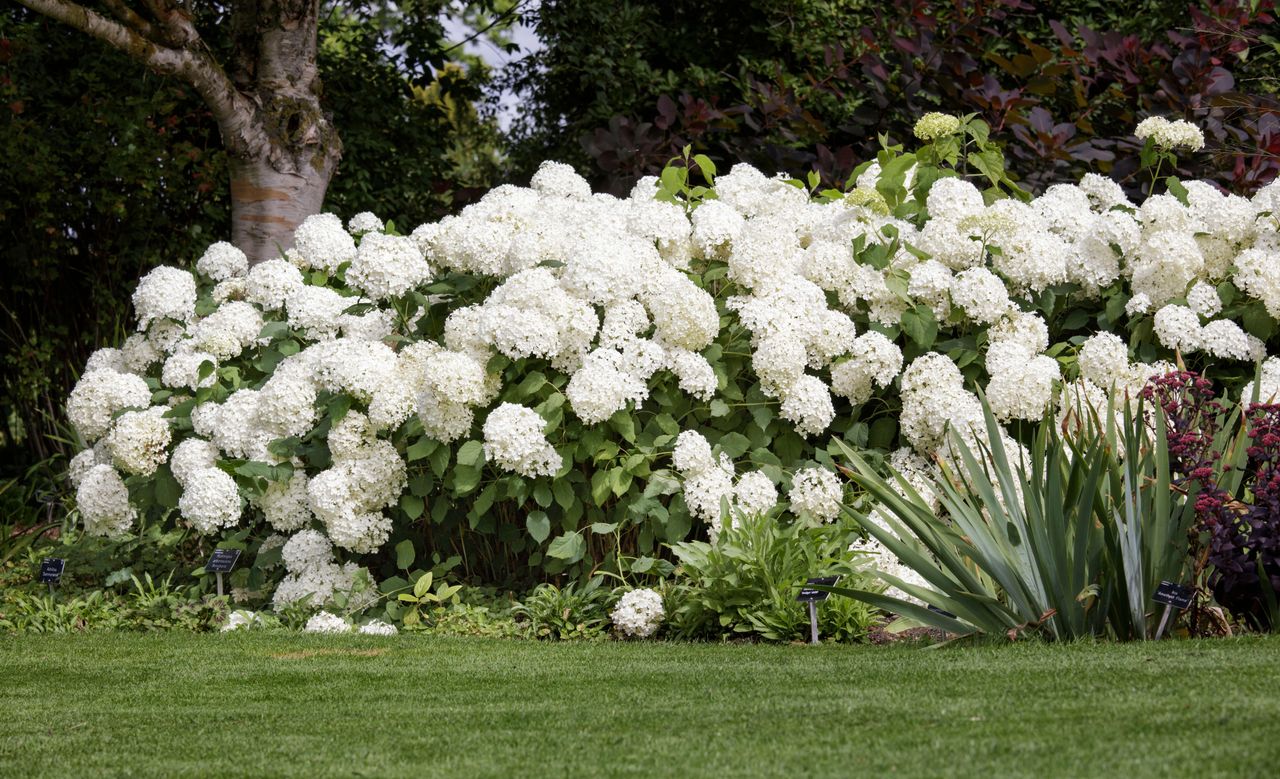 Best flowering hedges: 12 plants for beautiful boundaries | Homes and ...