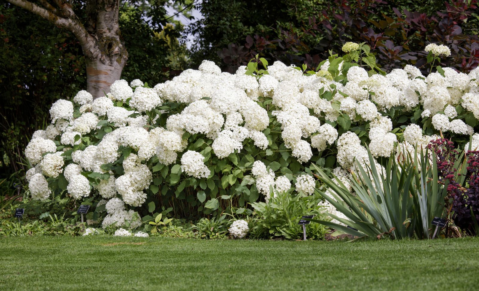 Best flowering hedges: 12 plants for beautiful boundaries | Homes and ...