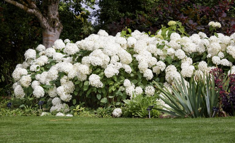Best flowering hedges: 12 plants for beautiful boundaries | Homes and ...