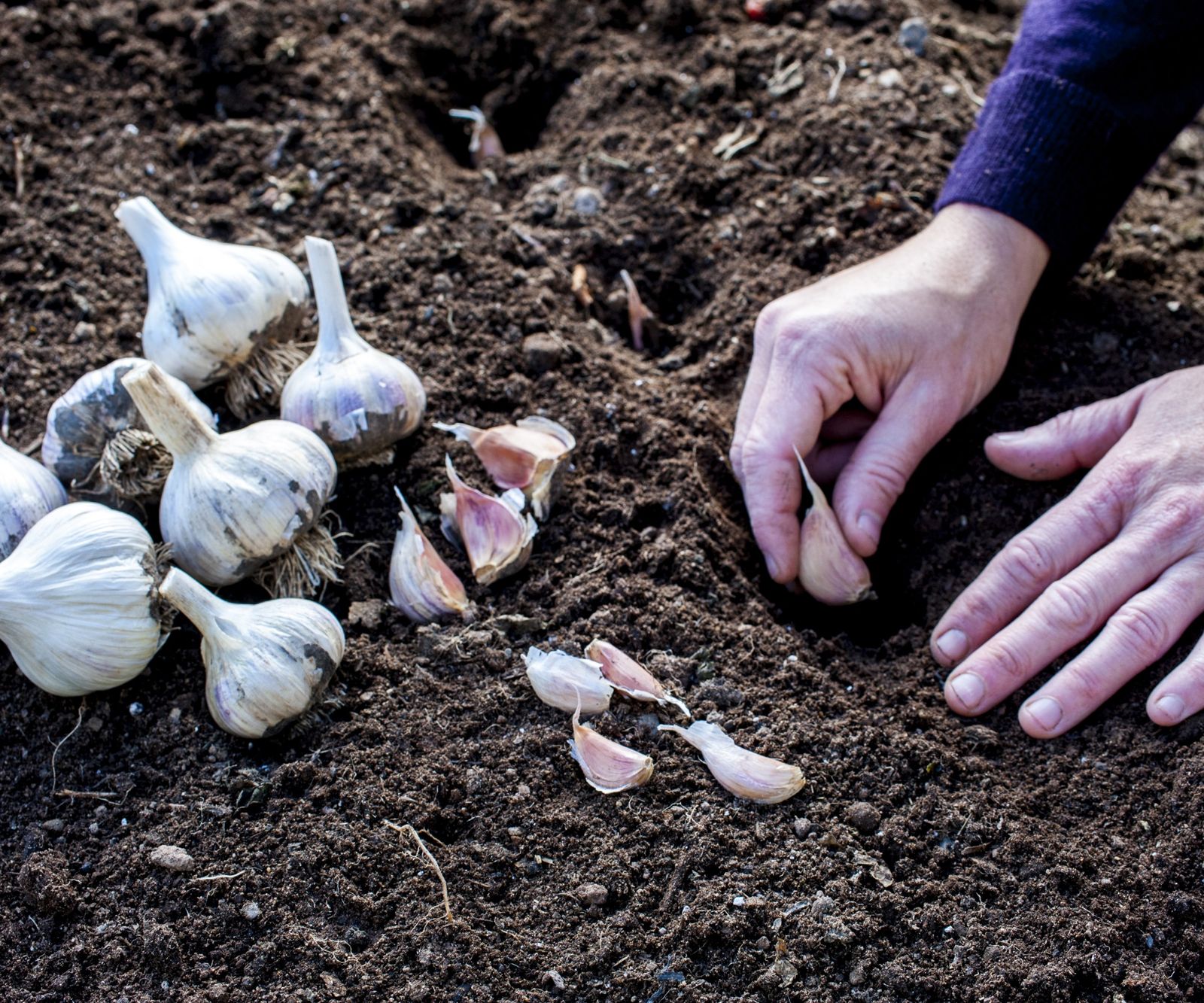 6 steps to grow bigger garlic bulbs this year | Homes and Gardens