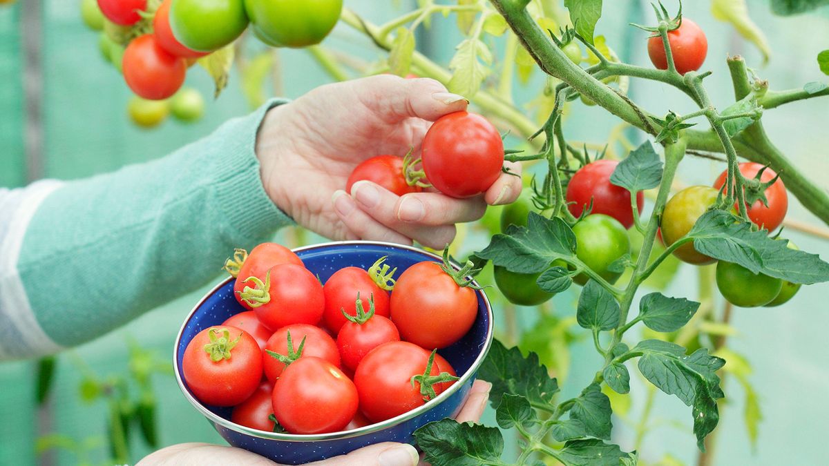 Is It Too Late To Grow Tomatoes