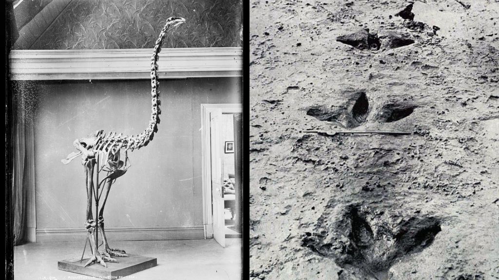 'We're bringing back avian dinosaurs': De-extinction company claims it ...