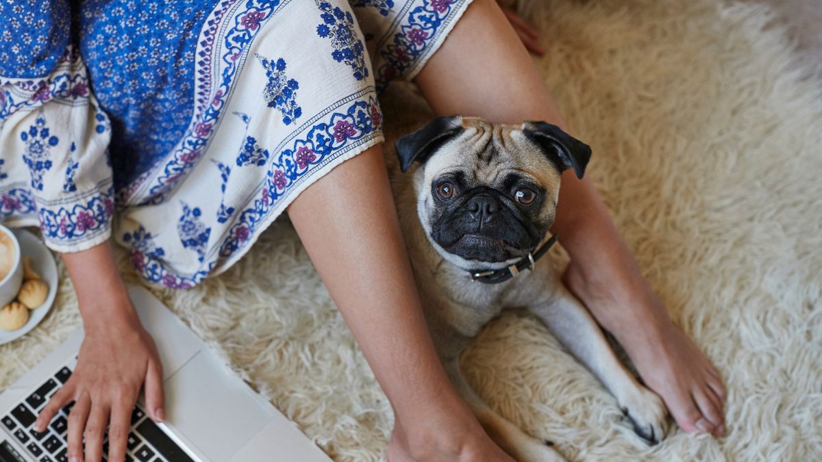 16 best dog breeds for remote workers | PetsRadar