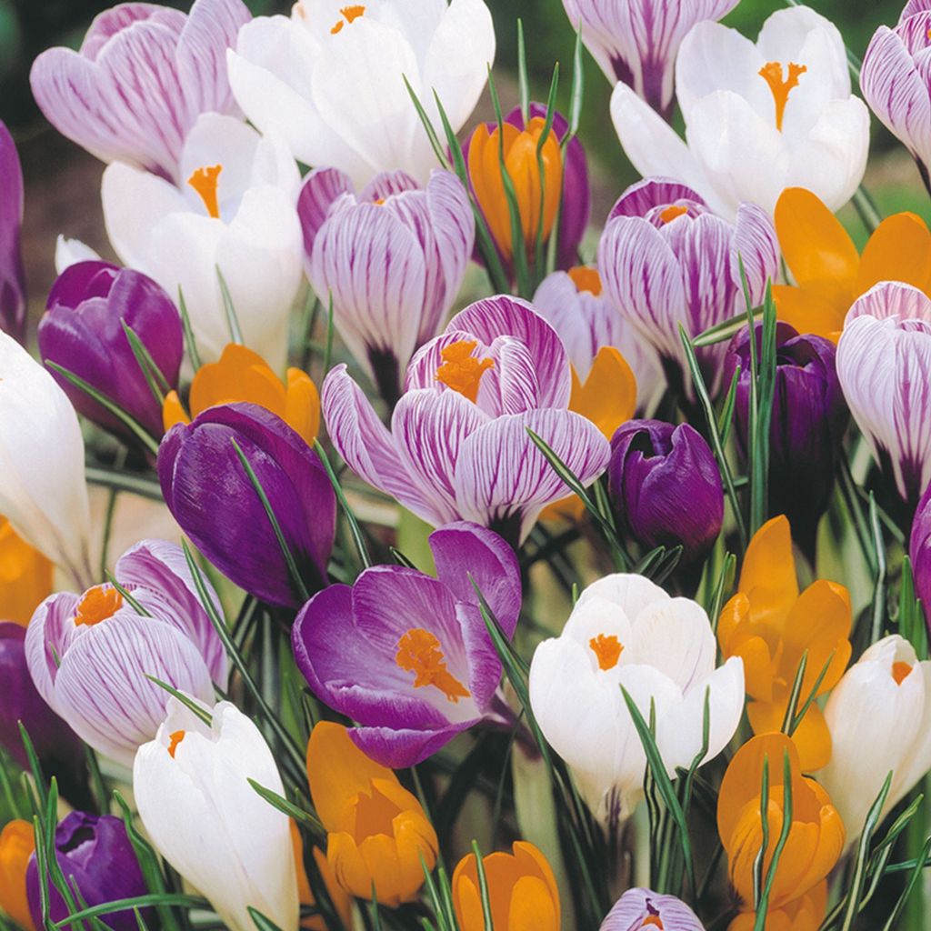How deep to plant crocus bulbs - the exact depth you need | Ideal Home