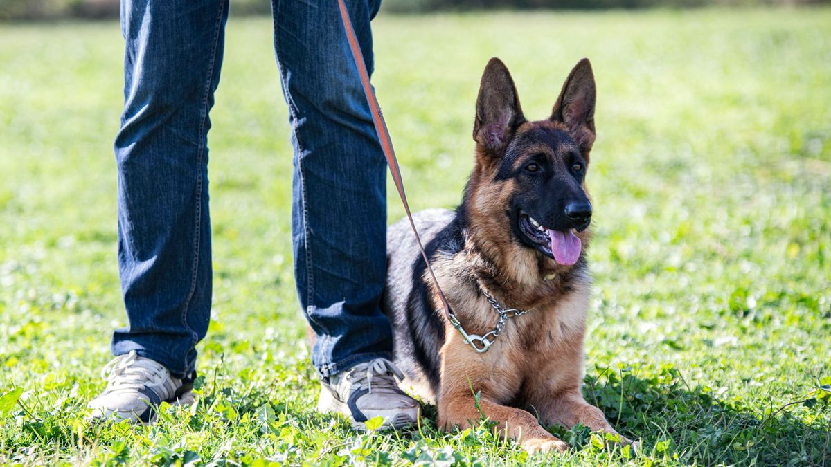 Best service dog breeds that excel at caring for humans | PetsRadar