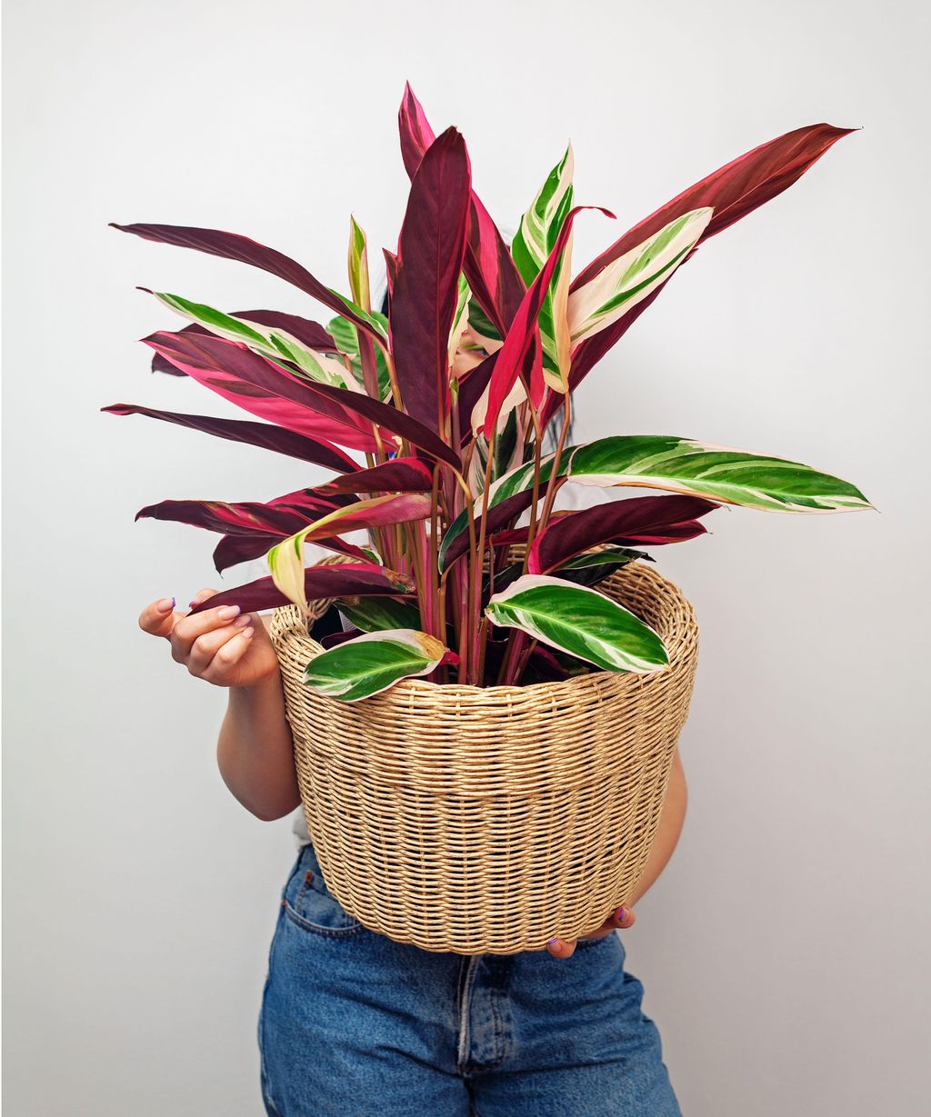 How to care for a triostar stromanthe: 3 expert tips | Homes and Gardens