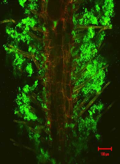 Plants Cry For Help | Live Science