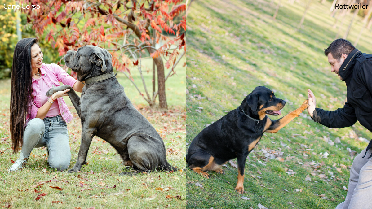 Cane corso vs Rottweiler: Vet's breed comparison | PetsRadar