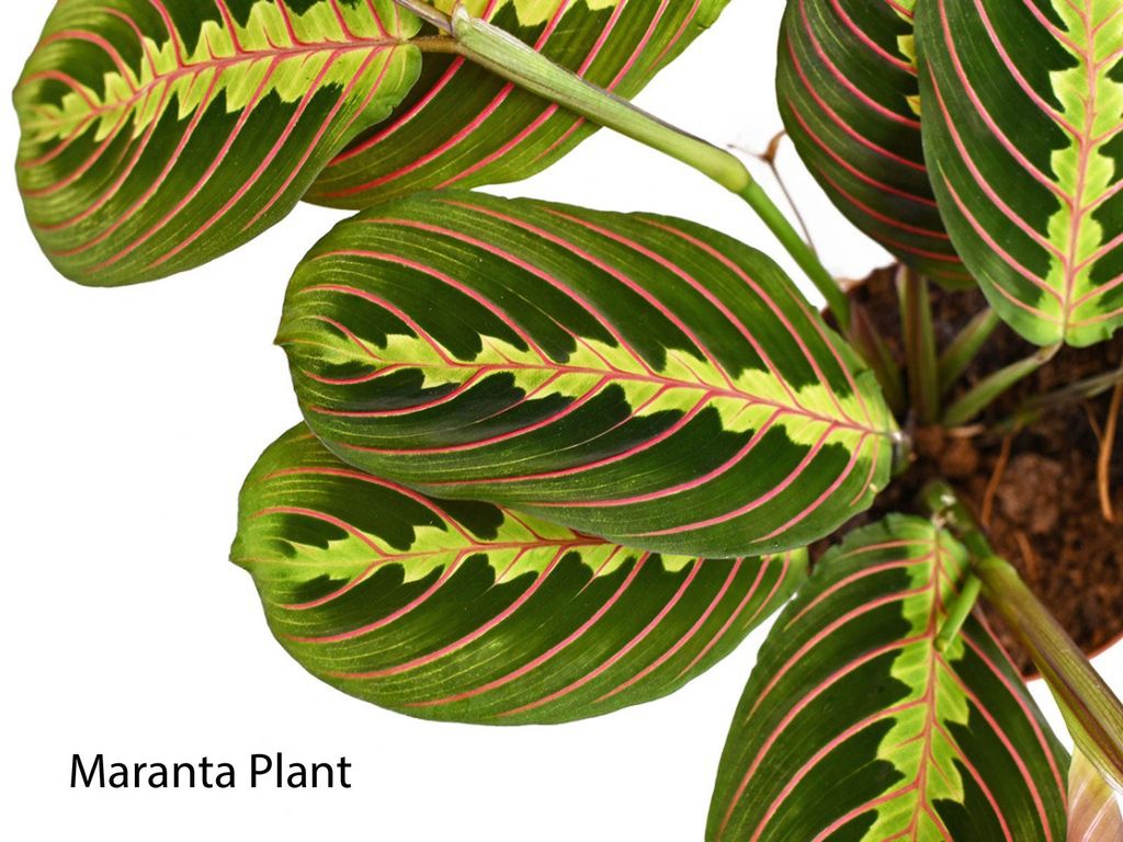 Calathea And Maranta Differences: Am I Growing Maranta Or Calathea ...