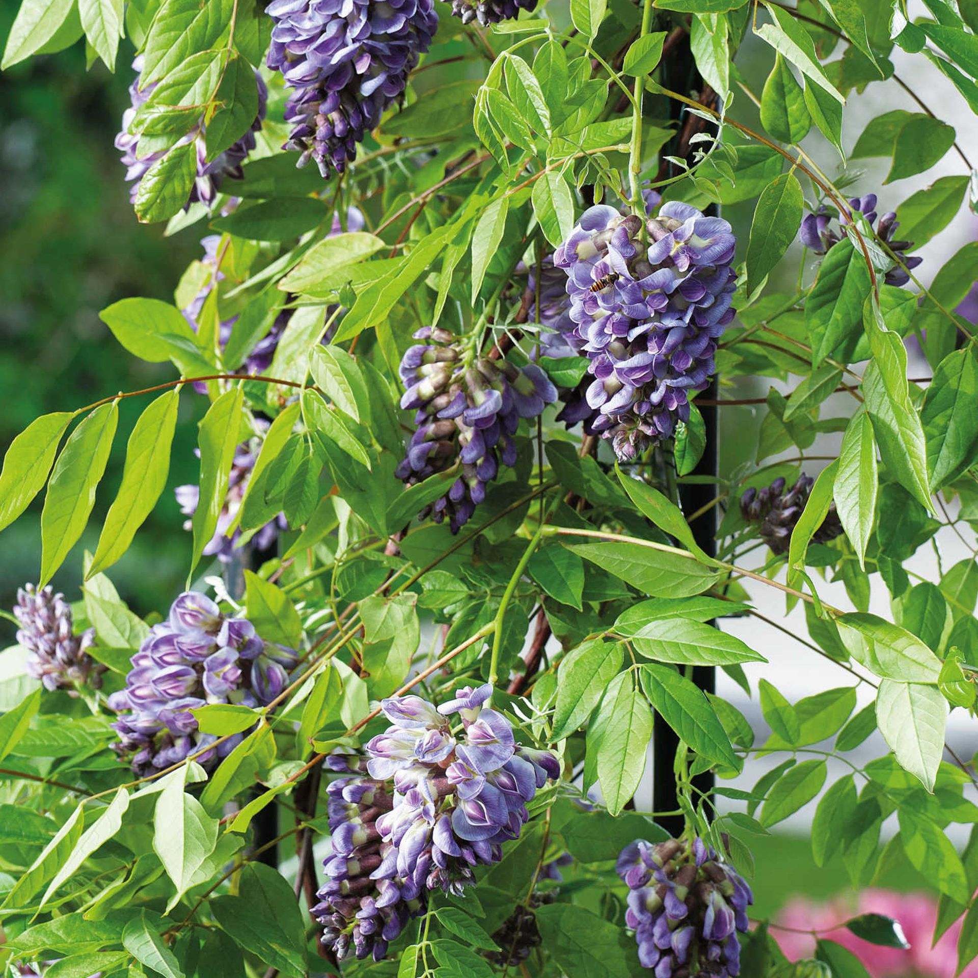 The Aldi wisteria plants are back for for less than £20 | Ideal Home