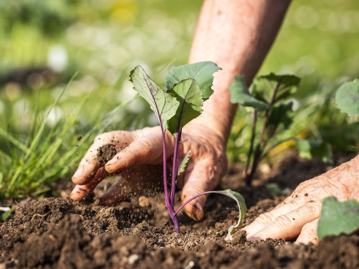 Latest Vegetables To Plant In The Fall | Gardening Know How