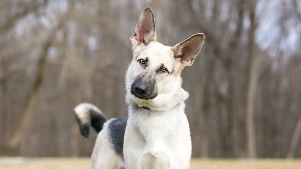Conflict behavior in dogs: Trainer explains | PetsRadar
