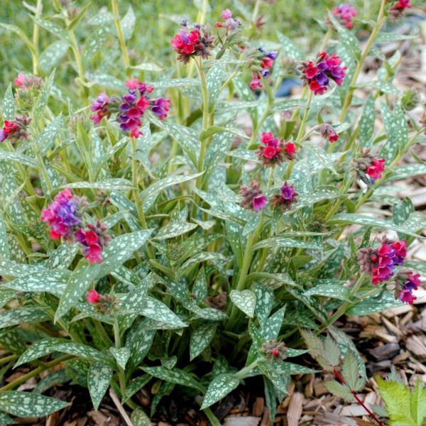 How to grow lungwort - an expert guide to healthy plants | Homes and ...
