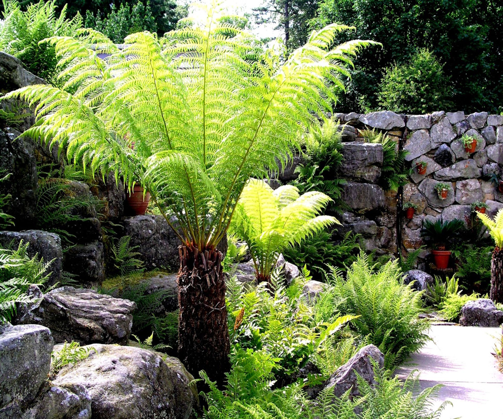 Best ferns for shade: 8 fascinating fronds to grow | Homes and Gardens