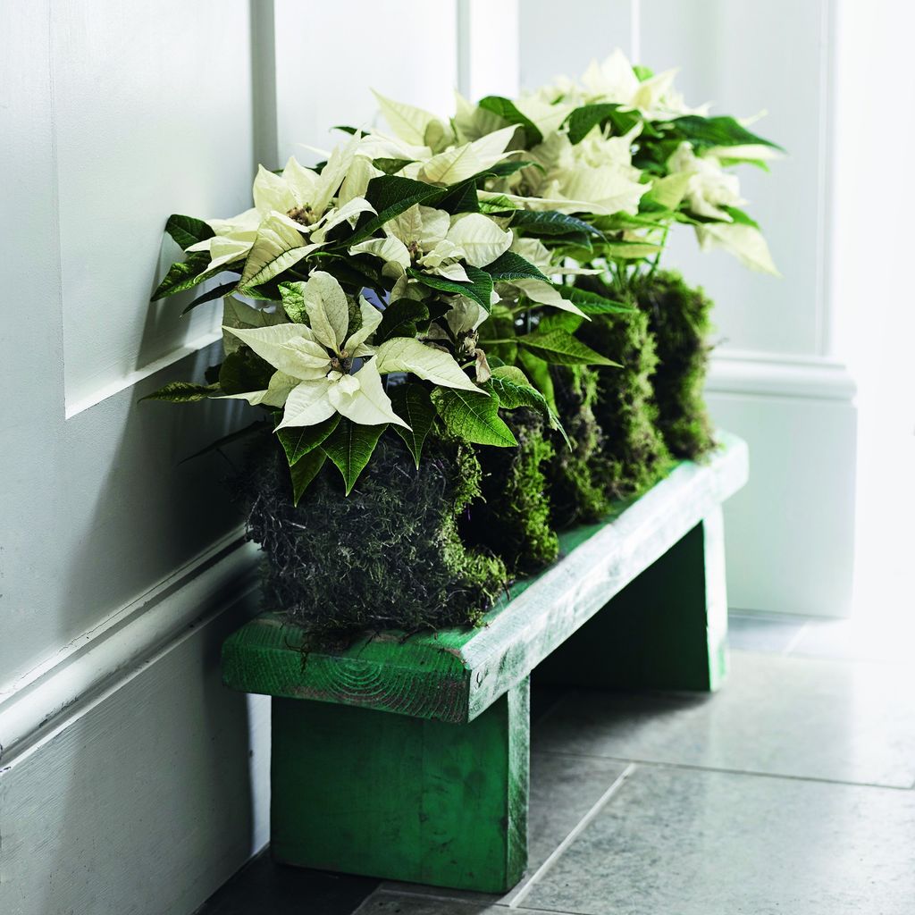 Cool What To Do With Poinsettias After Christmas Images
