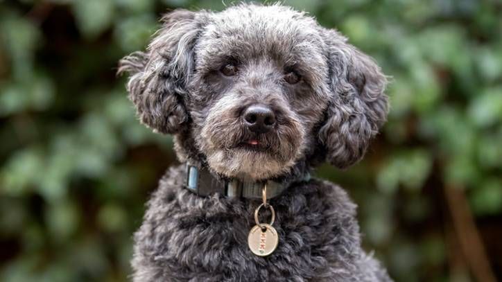 Doodle dogs: Popular breeds and do they make good pets? | PetsRadar