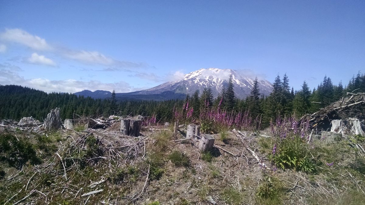 Gallery: Secrets of Mount St. Helens | Live Science