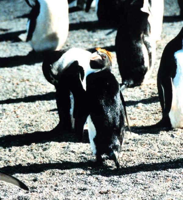 Photos of Flightless Birds: All 18 Penguin Species: Page 2 | Live Science