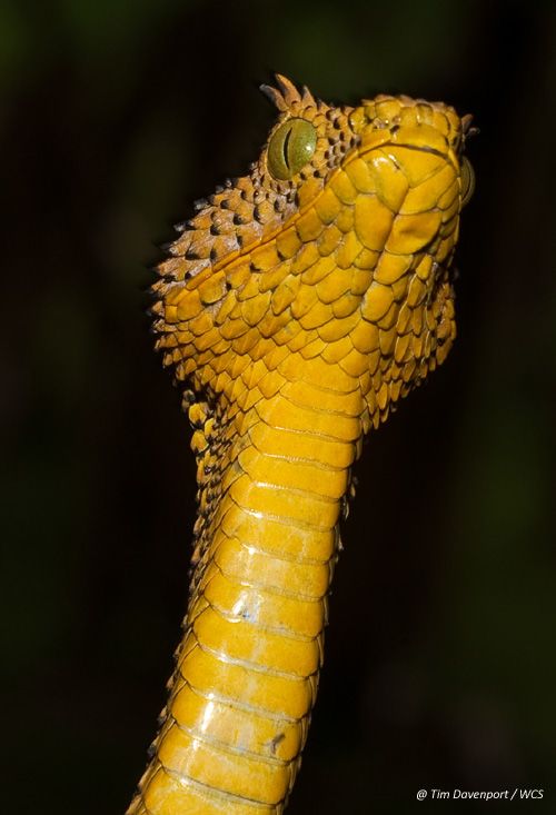 Vivid Images of New Snake Species | Live Science