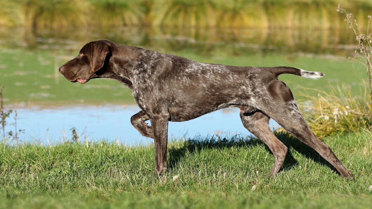 German Shorthaired Pointer: Breed profile | PetsRadar